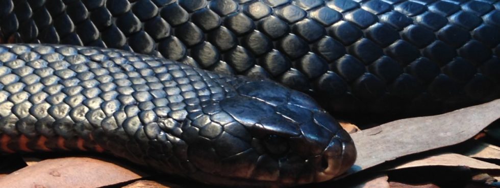 Black Snake Dream Interpretations - Mythology Merchant