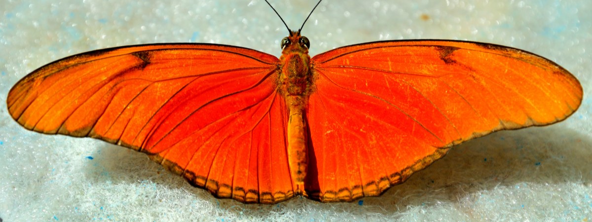 Red Butterfly Images