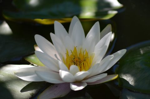 Colour White | The Meaning Psychology and Symbolism